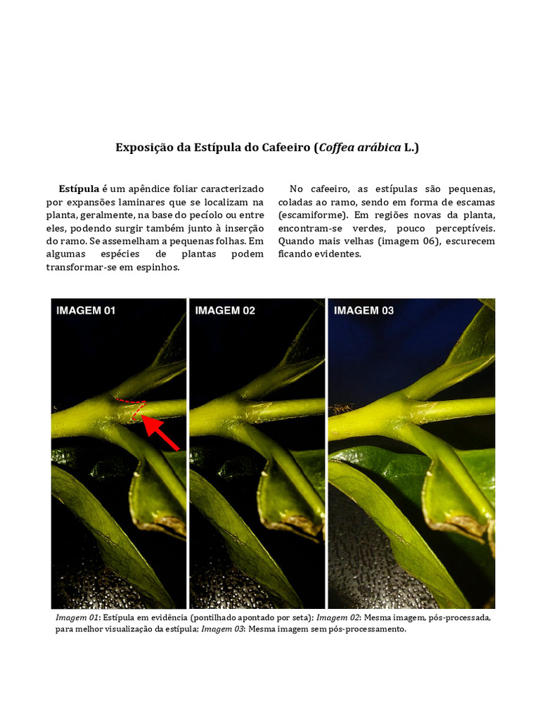 Estípulas do Cafeeiro: Morfologia e Função | PDF