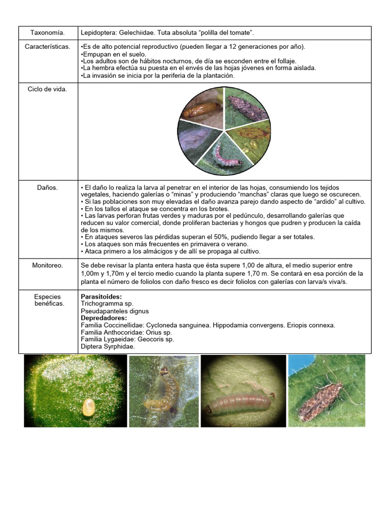 9-Plagas FINAL | Descargar gratis PDF | Mosca | Insectos