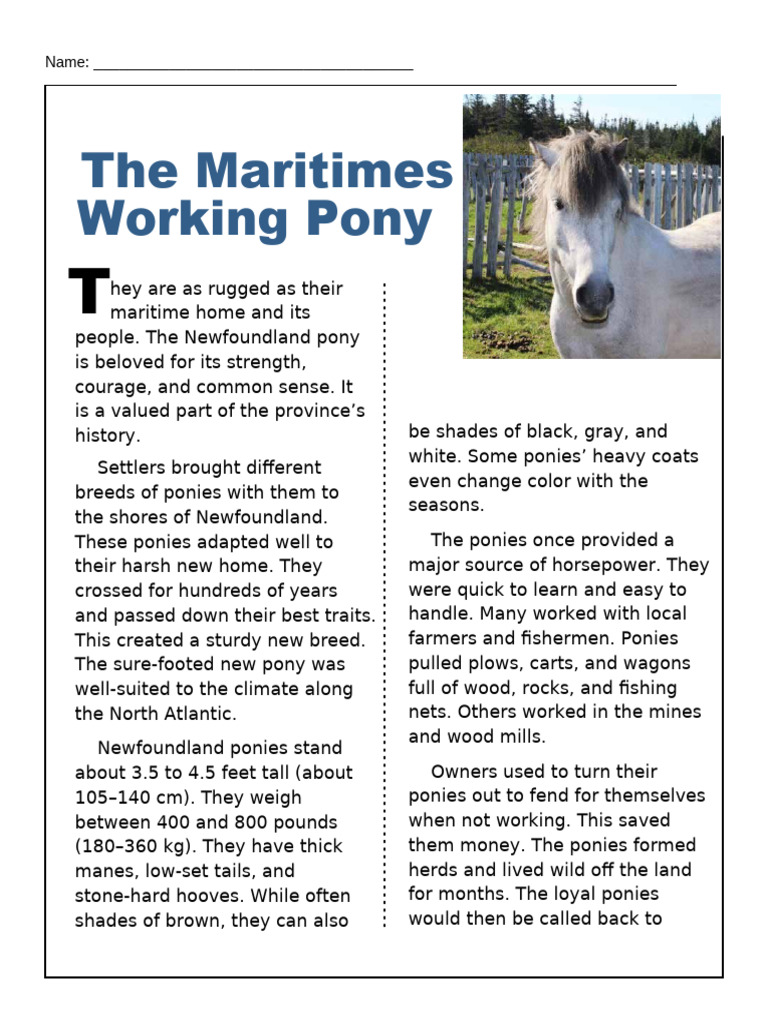 Newfoundland Working Pony History | PDF | Pony | Horses