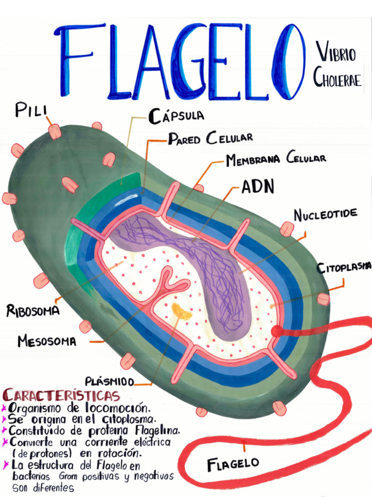 FLAGELO | PDF