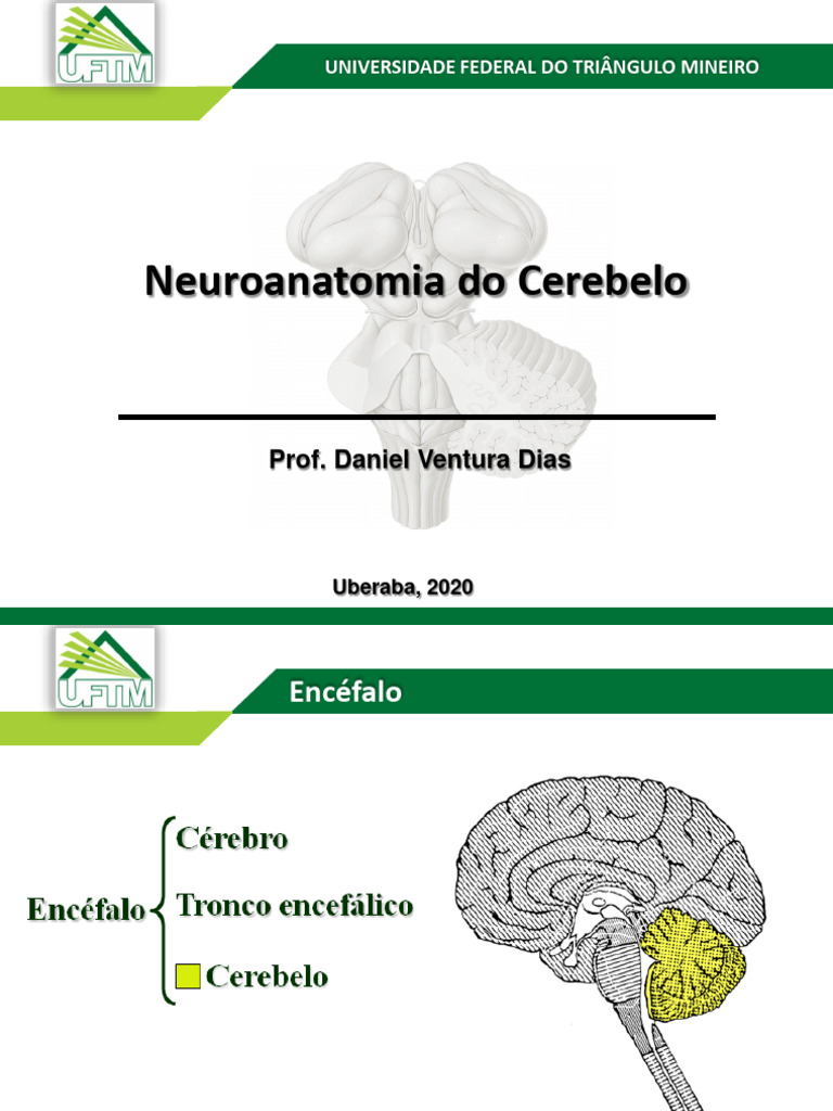 Cerebelo | PDF | Cerebelo | Cérebro