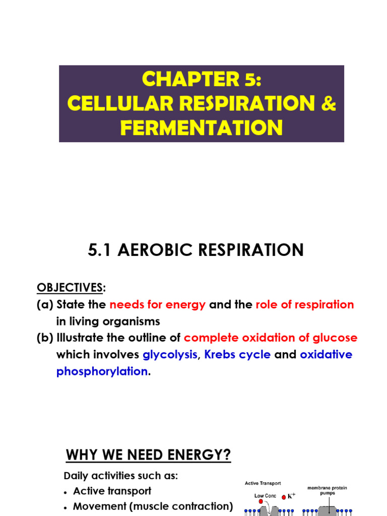 Chapter 5 Cellular Respiration and Fermentation | PDF | Cellular Respiration | Diet & Nutrition
