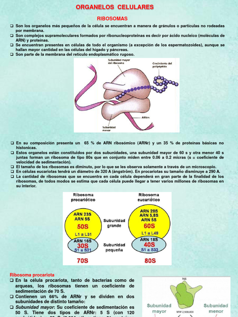 07 Ribosomas | PDF | Ribosoma | Traducción (biología)