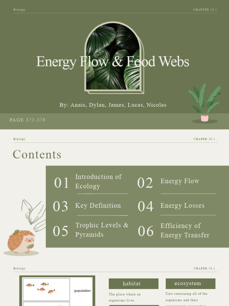 Energy Flow 0 Food Webs | PDF | Food Web | Ecosystem