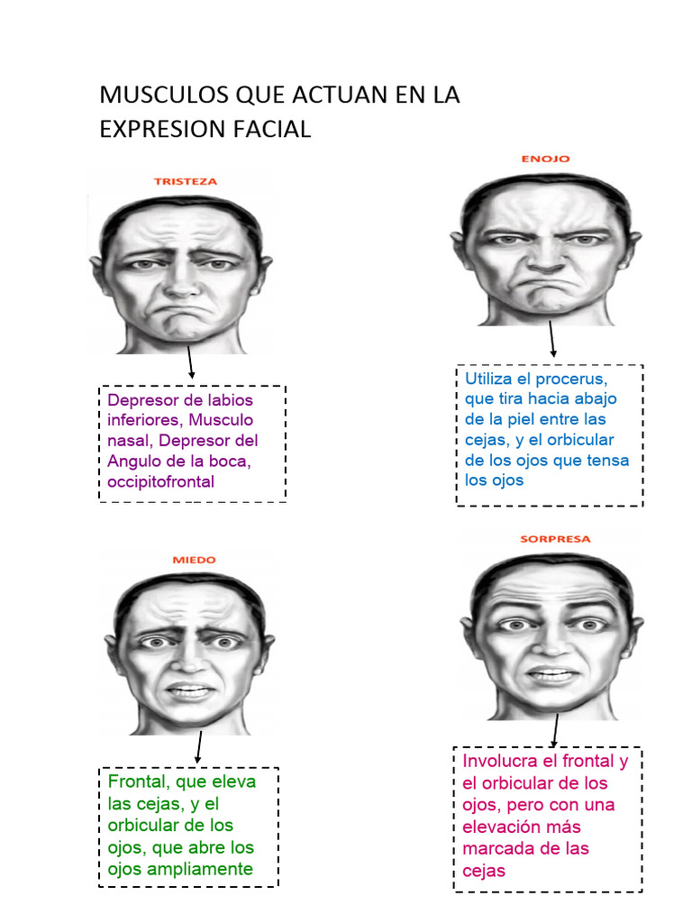 Músculos de la Expresión Facial | PDF | Estudios de idiomas extranjeros