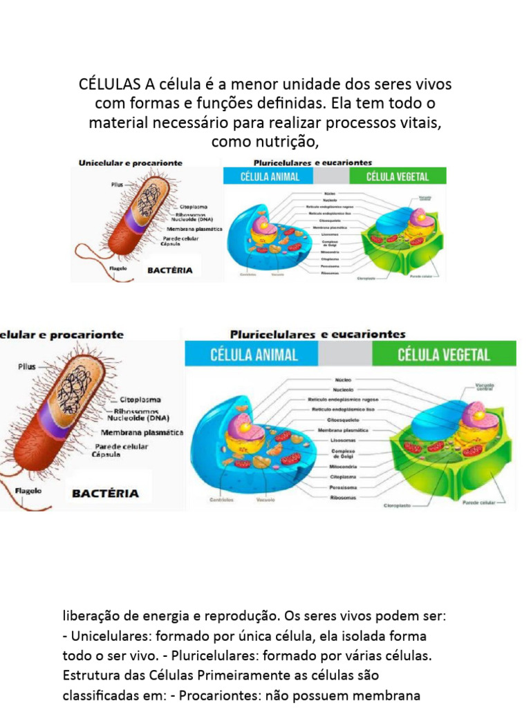 Estrutura e Funções das Células Humanas | PDF | Célula (Biologia ...
