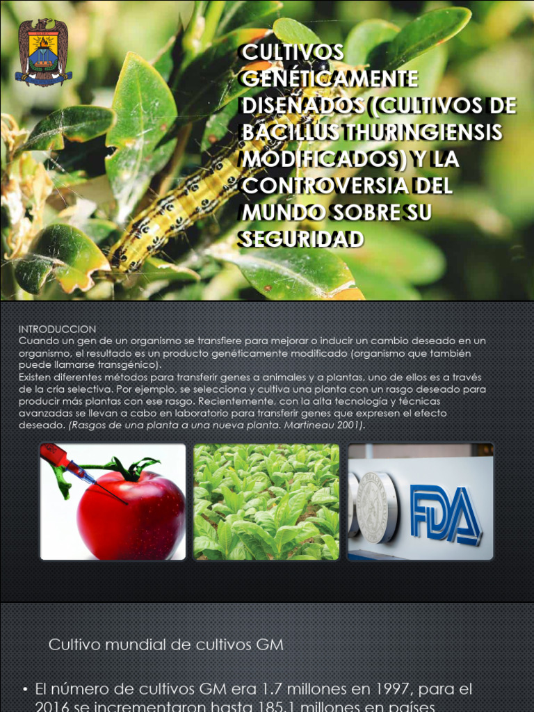 Cultivos de BT GM | Descargar gratis PDF | Organismo genéticamente modificado | Plásmido
