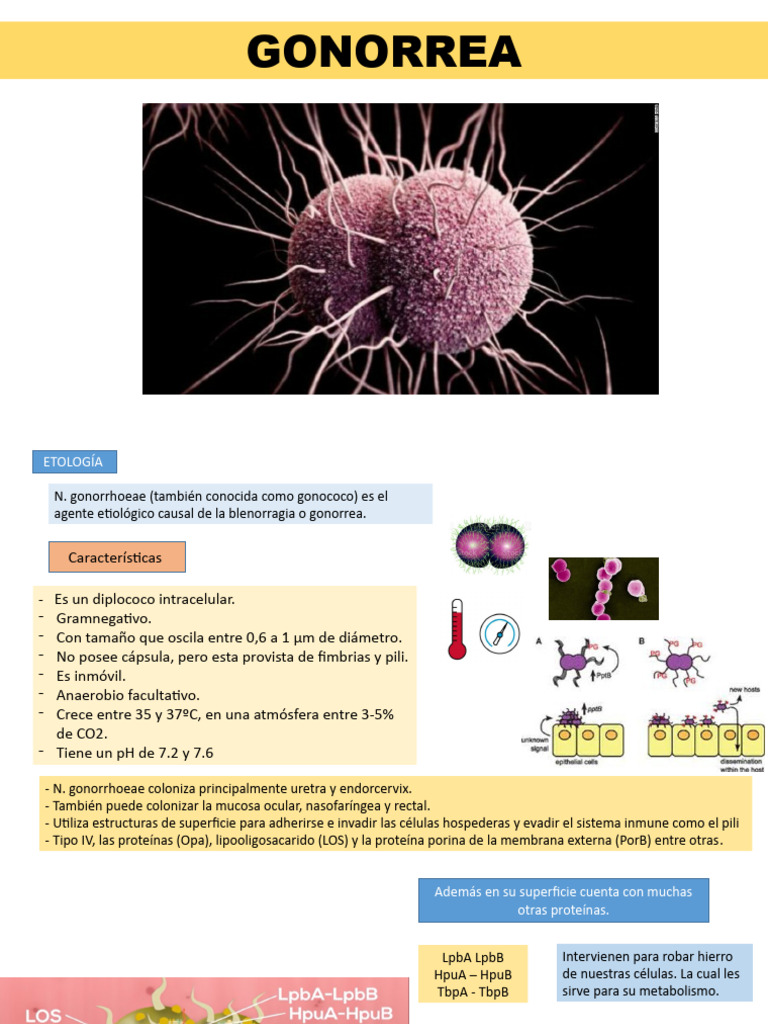 GONORREA | PDF | Especialidades Medicas | Enfermedades y trastornos