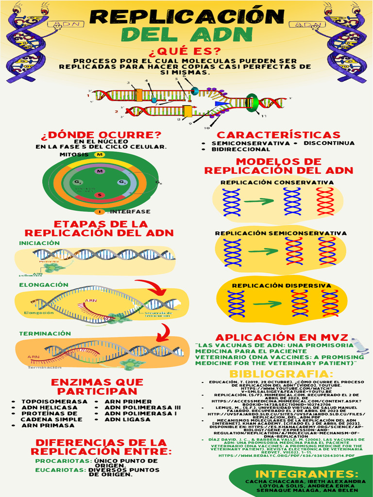 Replicación del ADN | PDF | Replicación De Adn | Adn