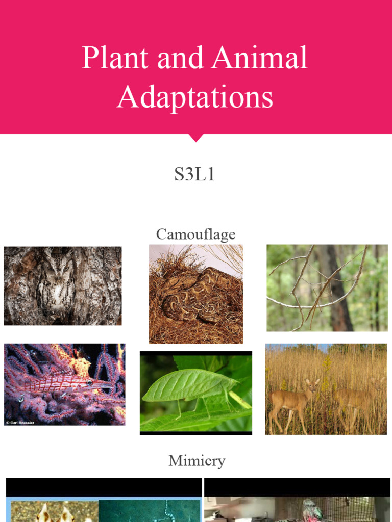 Plant and Animal Adaptations | PDF | Plants | Botany