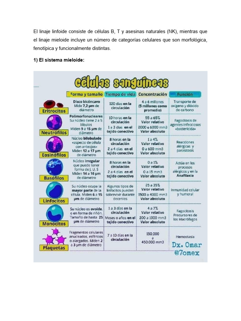 Temario Inmuno 3 y 4 | PDF | Linfocitos | Célula T