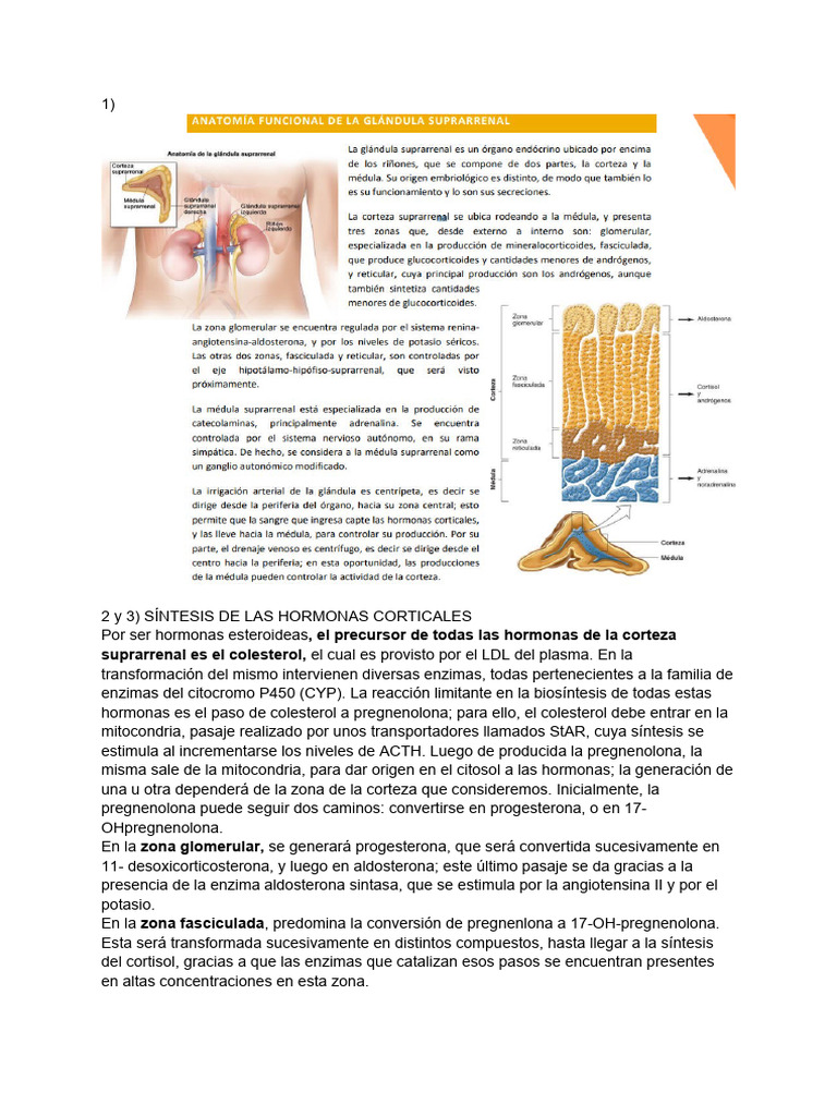 TP 18 | PDF | Glándula suprarrenal | Ciclo menstrual