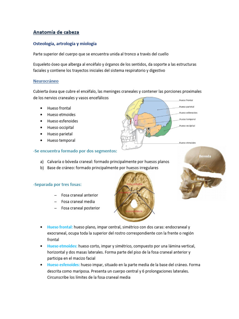Anatomía de Cabeza | PDF | Cráneo | Articulación