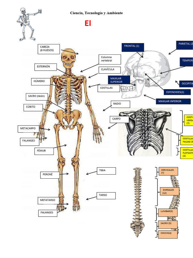 Dibujo Esqueleto Humano-1 | PDF | Esqueleto | Sistema esquelético