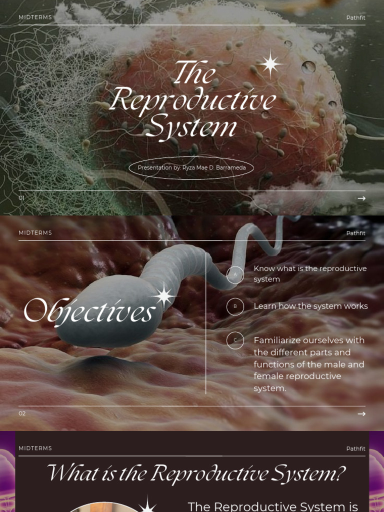 The Reproductive System - PPT by Ryza Mae Barrameda - 20231215 - 231234 - 0000 | PDF ...