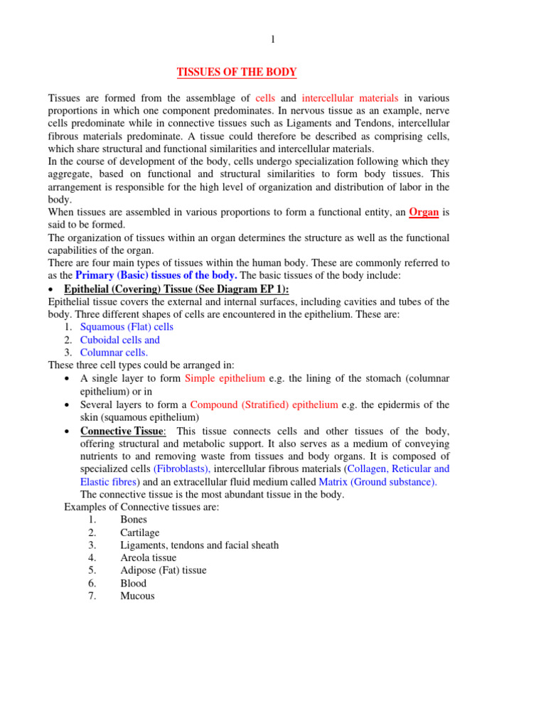 Overview of Human Body Tissues | PDF | Epithelium | Tissue (Biology)