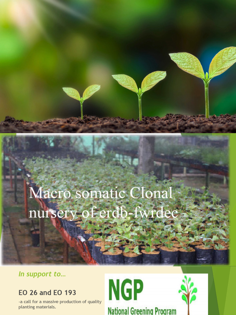Misting Techniques for Clonal Propagation | PDF