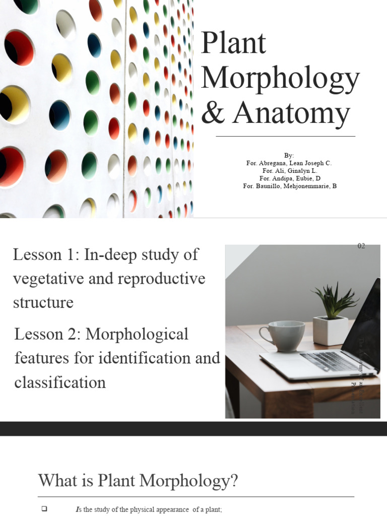 Plant Anatomy Morphology 2 - 082328 | PDF | Leaf | Plant Stem