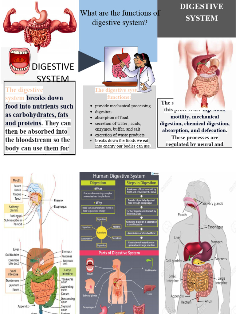 Brochure Digestive | PDF