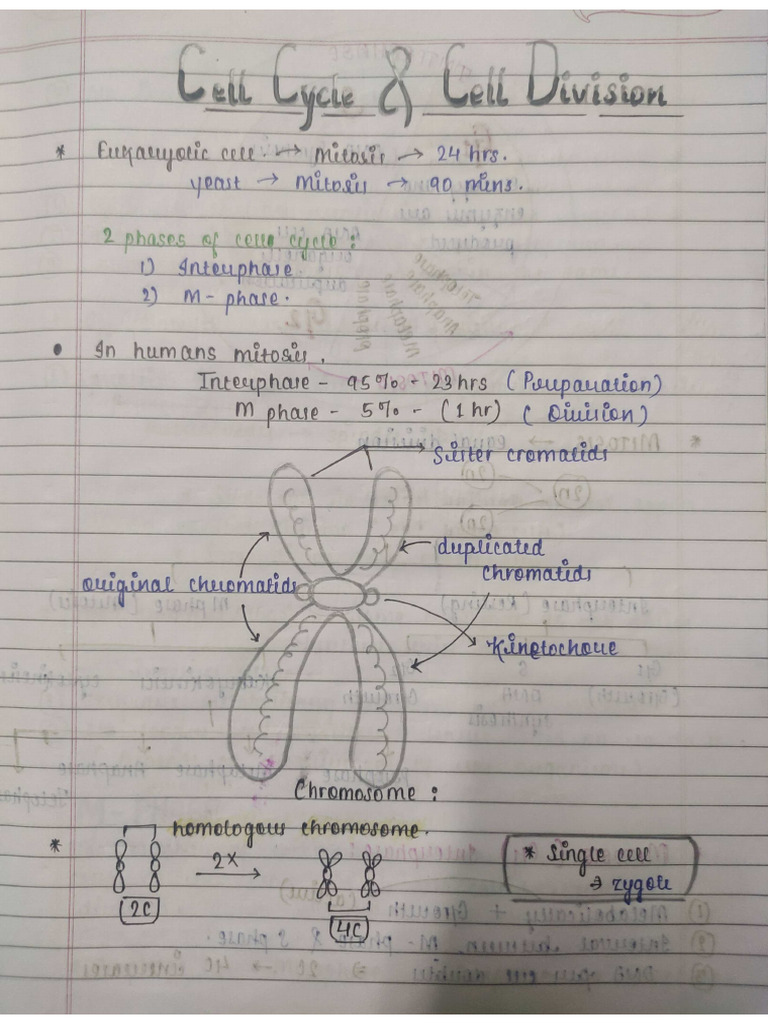 Cell Cycle and Division Notes | PDF