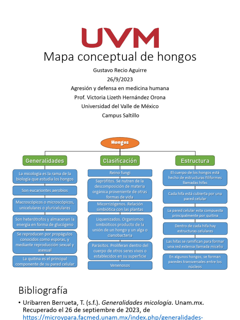 Mapa Conceptual de Hongos | PDF | Hongo | Naturaleza