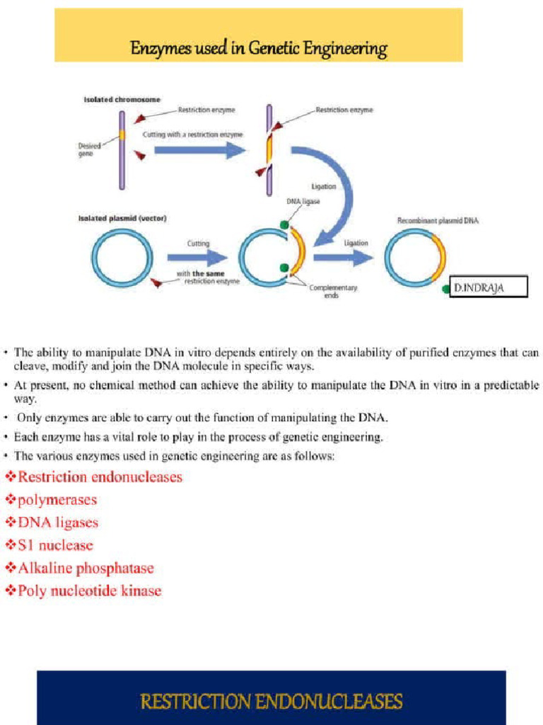 Restriction Enzymes | PDF