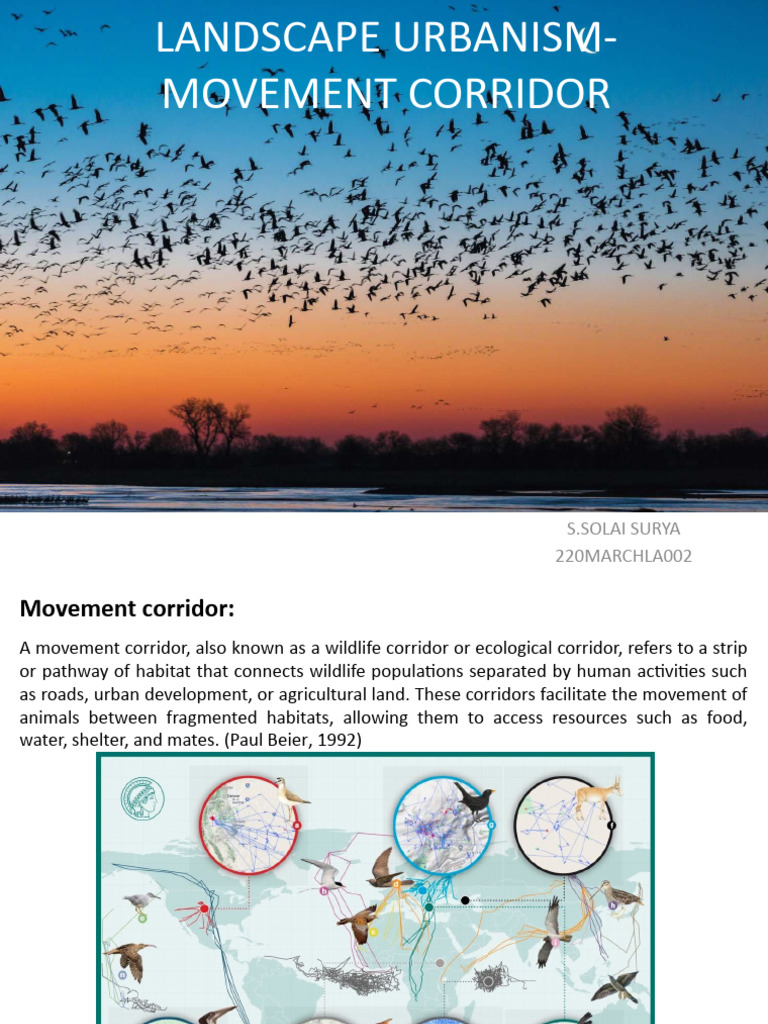 Solai Surya-Movement Corridor | PDF | Bird Migration | Habitat