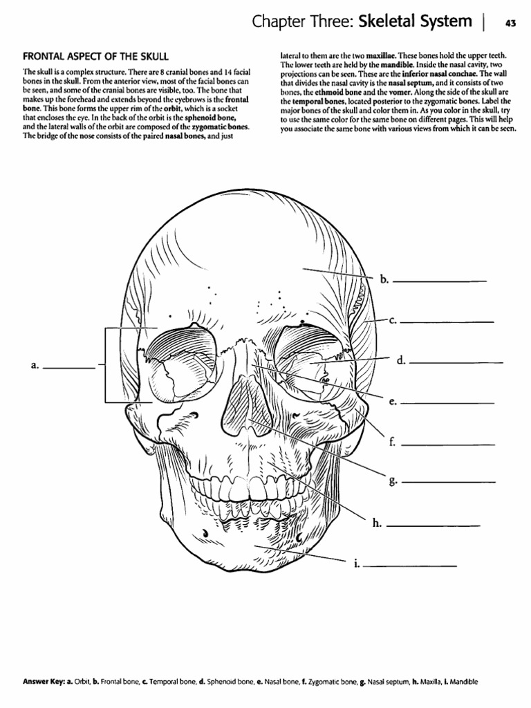 Skull Labeling Worksheet 2 | PDF