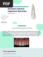 Canino Temporal Superior | PDF | Anatomia dental | Diente