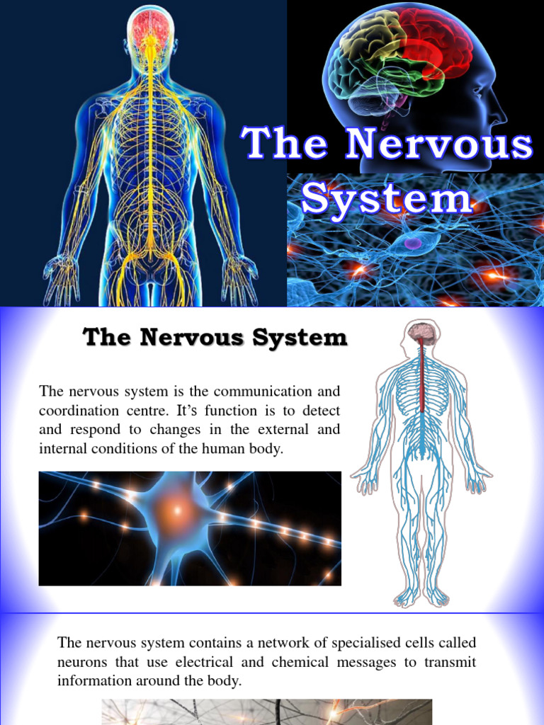 Overview of the Human Nervous System | PDF