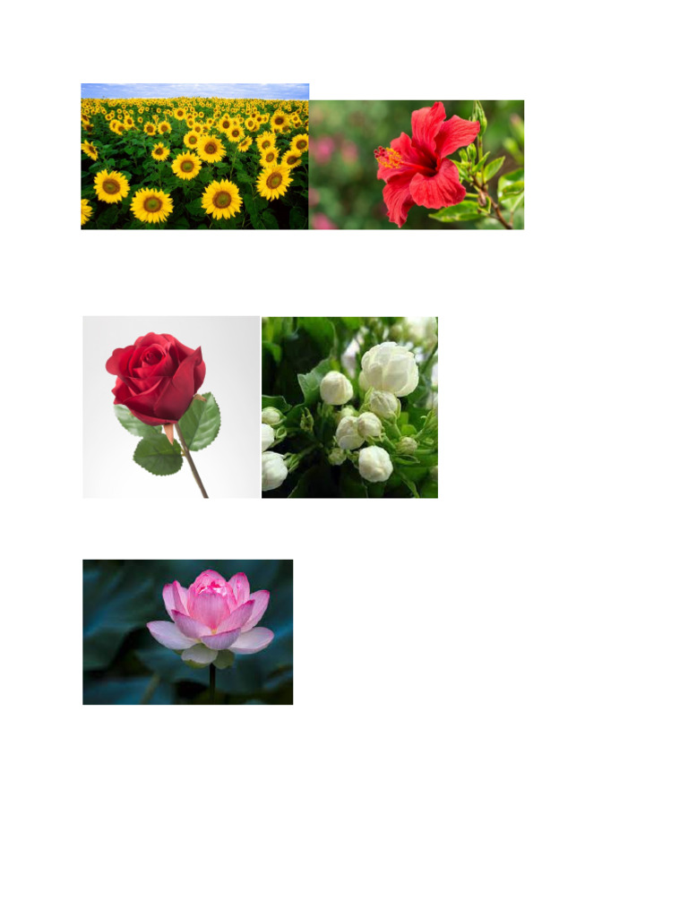 Flowers | PDF