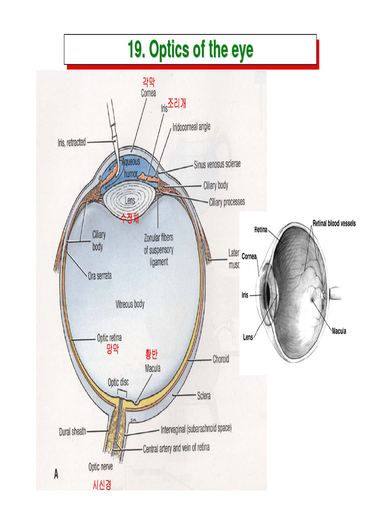 19-Optics of The Eye | Download Free PDF | Myopia | Senses