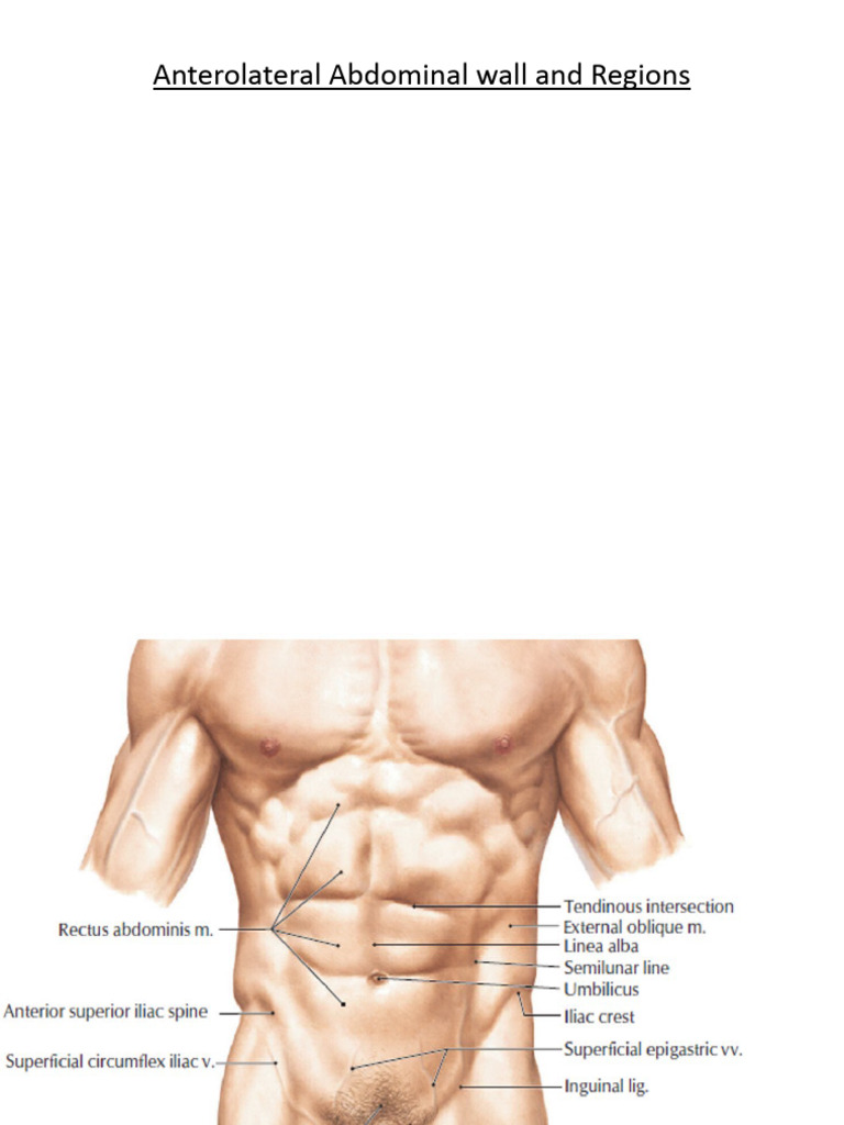 Anterolateral Abdominal Wall Anatomy | PDF | Abdomen | Anatomy