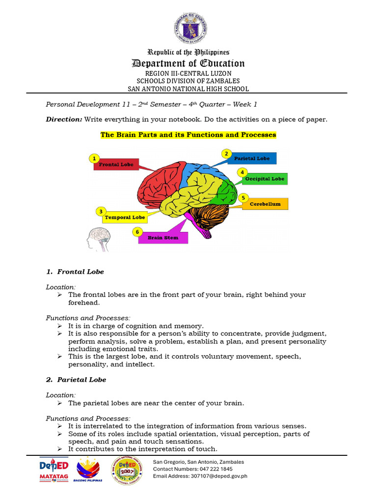 Brain Parts and Functions Overview | PDF | Lateralization Of Brain Function | Cerebellum