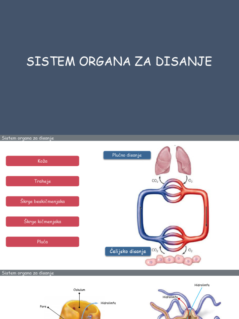 Sistem Organa Za Disanje | PDF