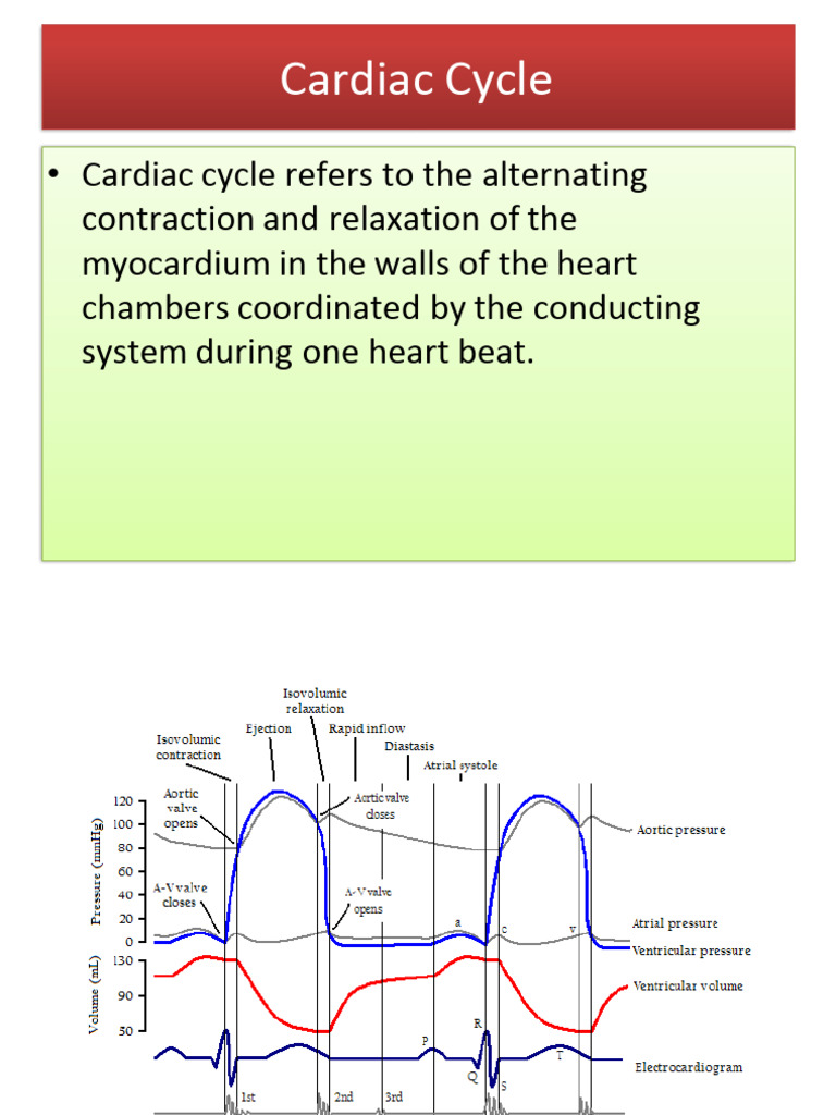 Cardiac Cycle | PDF | Heart Valve | Ventricle (Heart)
