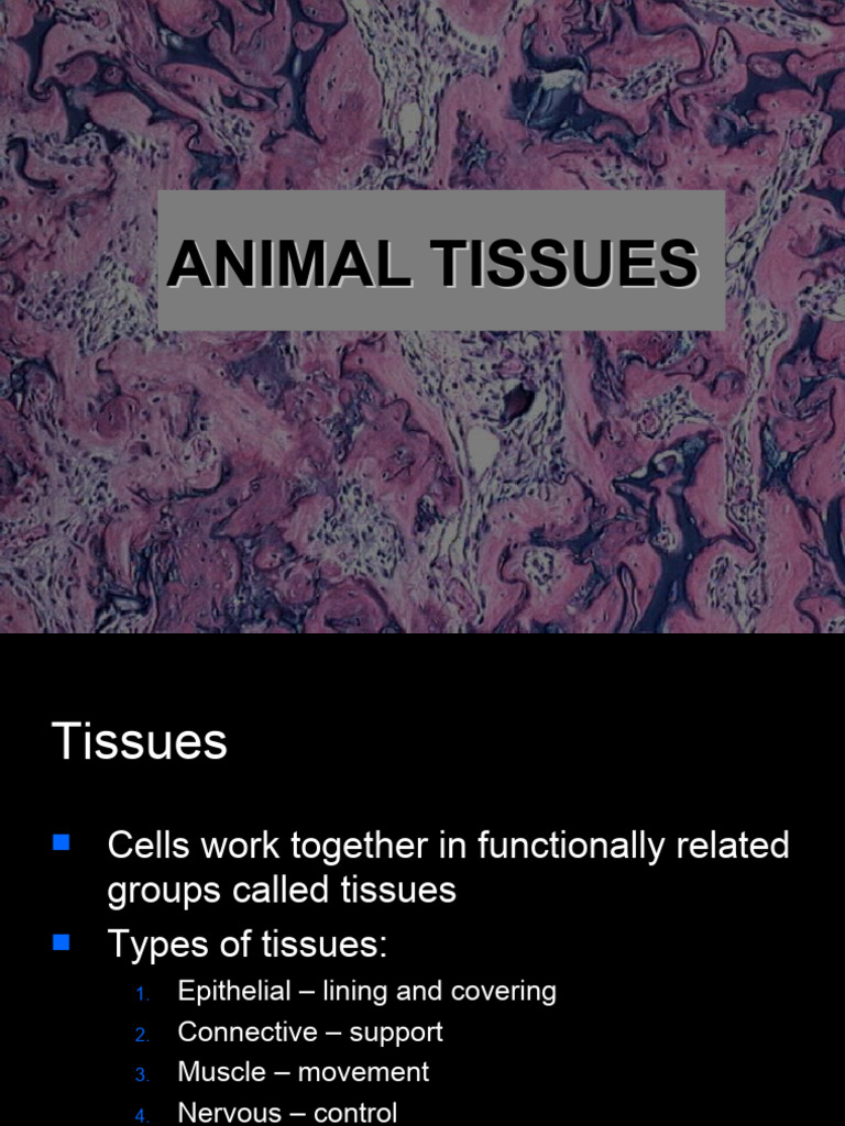 Genbio1 Unit1 Chapter2 (Animal Cells) 1 | PDF | Epithelium | Tissue ...