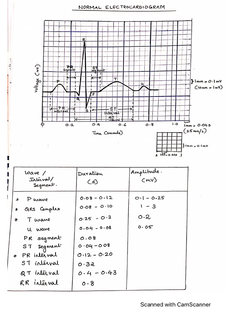 Normal Electrocardiogram | PDF