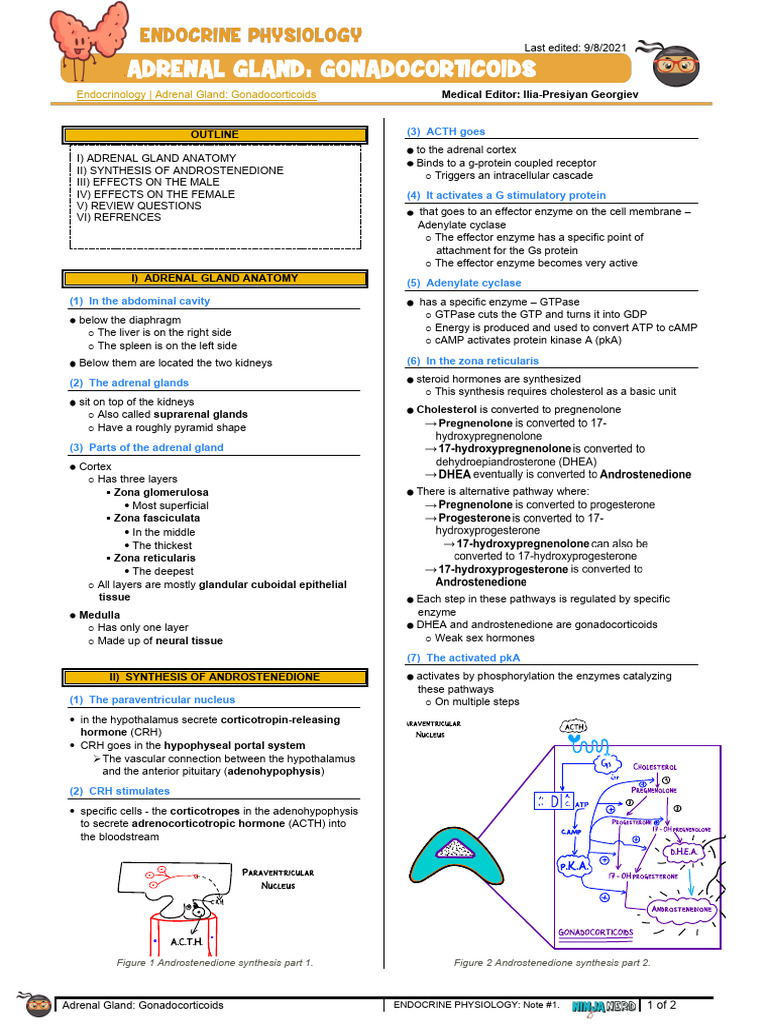 Adrenal Gland Gonadocorticoids Atf | PDF | Adrenal Gland | Adrenocorticotropic Hormone