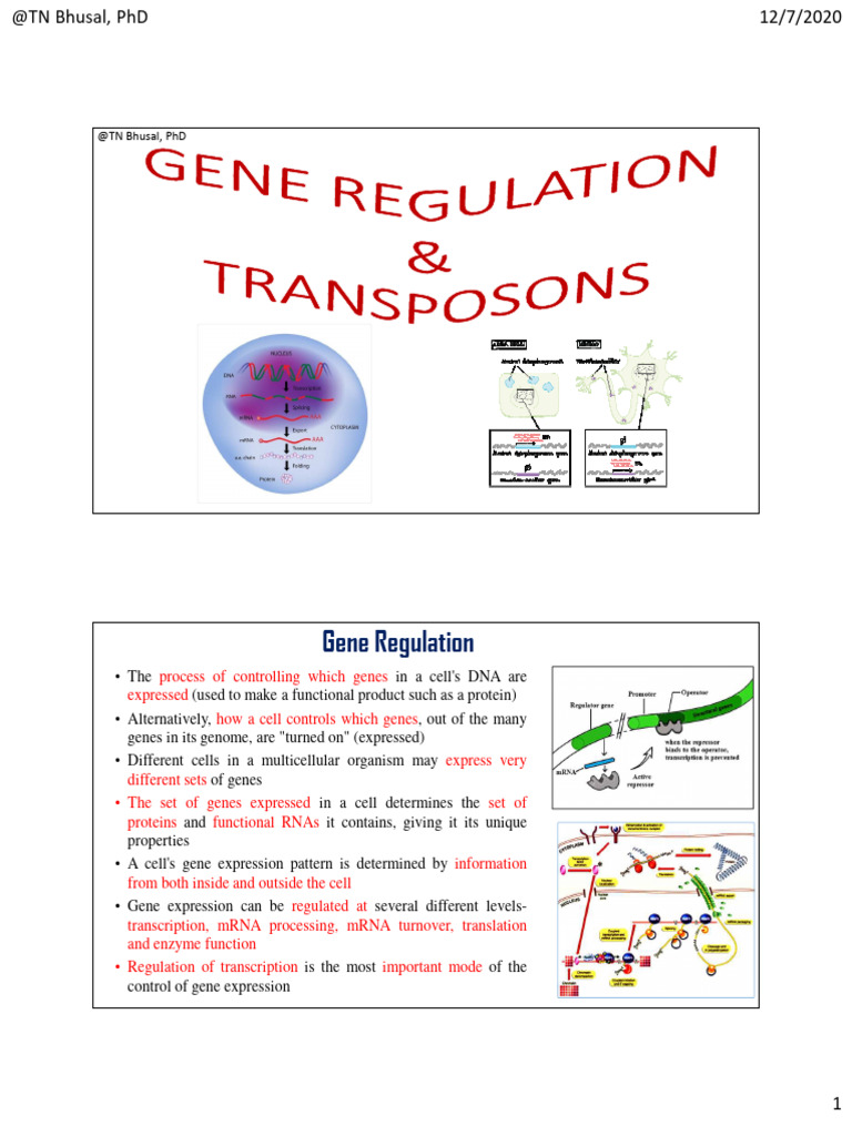 Gene Regulation, Transposon N Genetic Variation | PDF | Transposable Element | Operon