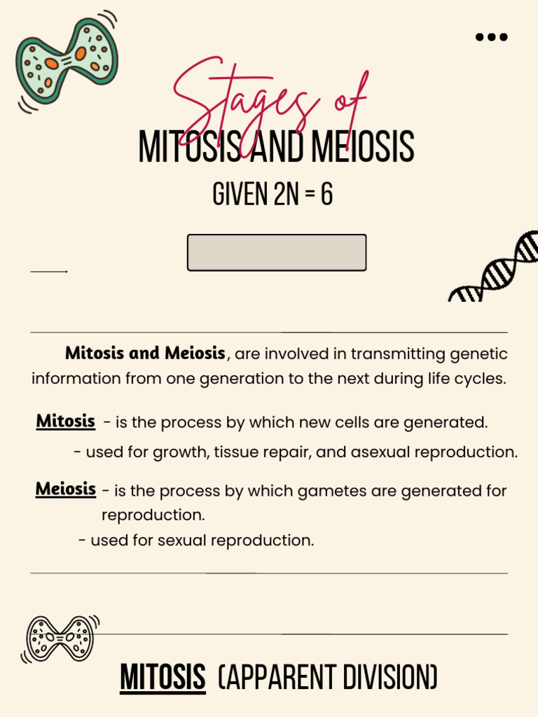 Stages of Mitosis and Meiosis Given 2N=6 | PDF | Meiosis | Mitosis