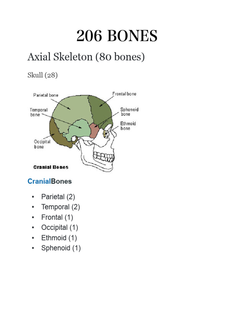 206 Bones | PDF