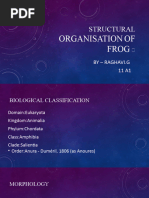 Frog Urinogenital System Overview | PDF | Kidney | Anatomy