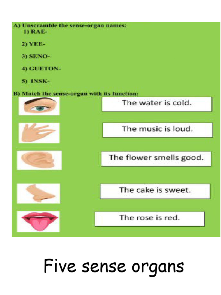 Five Sense Organs | PDF