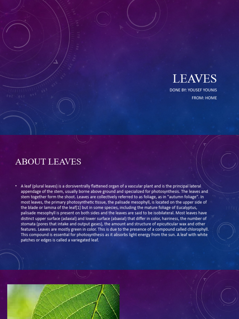 Leaves | PDF | Leaf | Plants