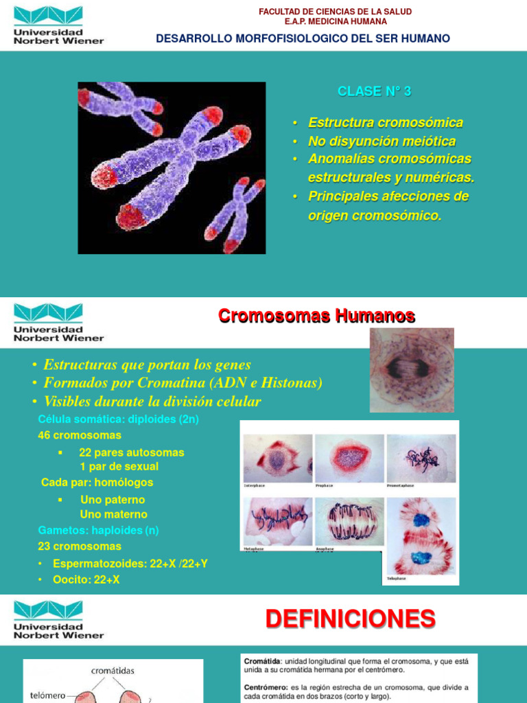 3ra Clase - Estructura Cromosomica | Descargar gratis PDF | Mitosis | Cromosoma