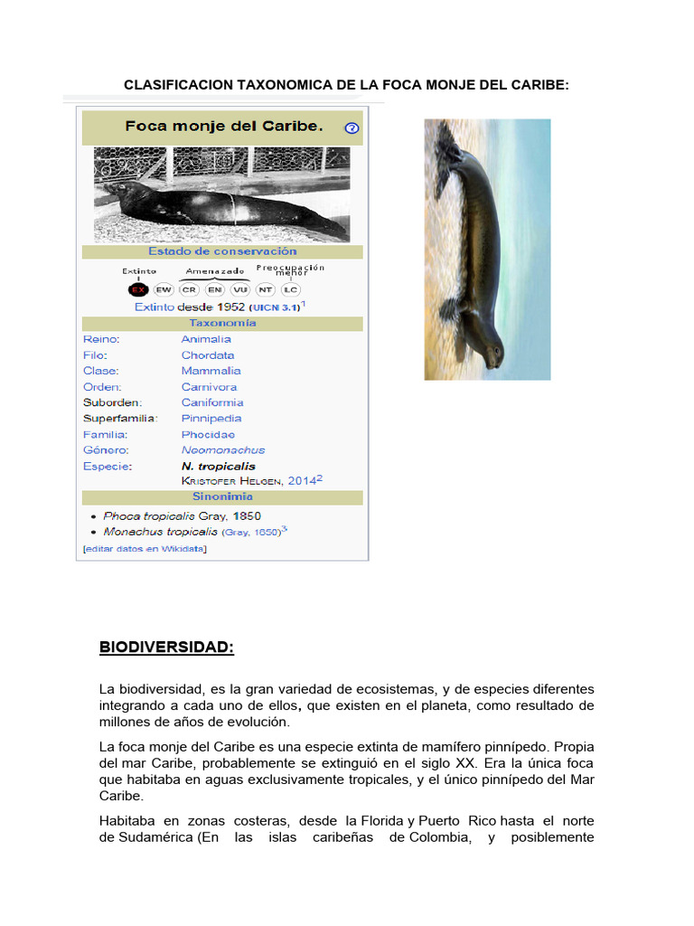Clasificacion Taxonomica de La Foca Monje Del Caribe | Descargar gratis ...