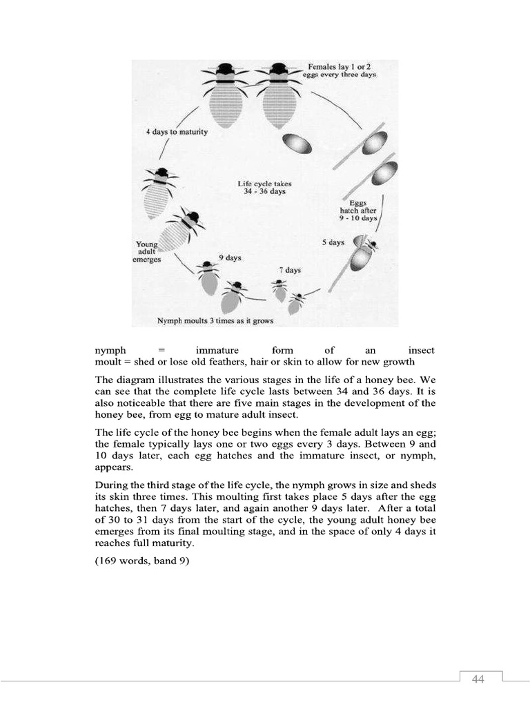 [EC] IELTS Writing Task 1 _ Process | PDF