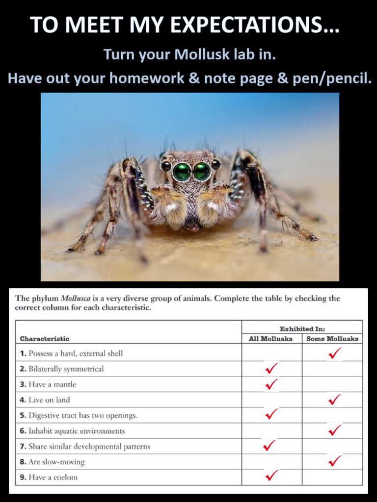 Lesson 2C- Invertebrata- A, A, E | PDF | Insects | Arthropods