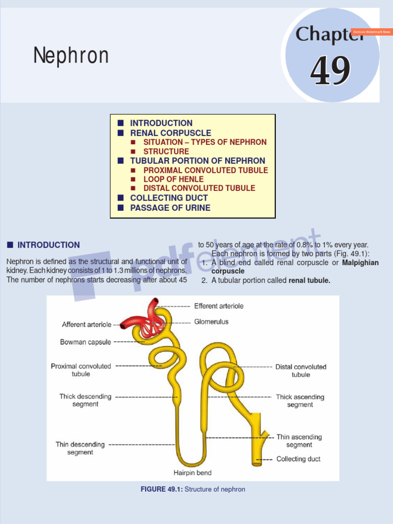 Structure and Function of Nephron | PDF | Kidney | Urinary System